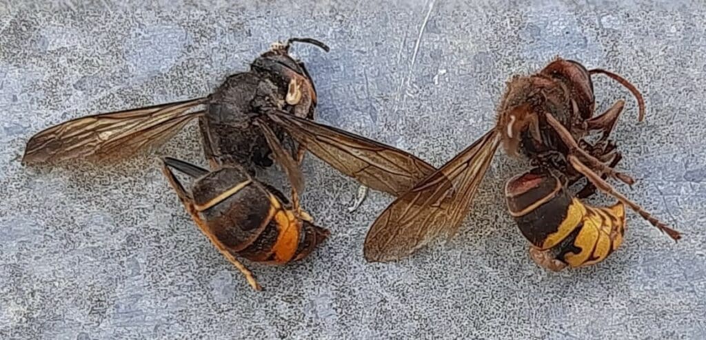 La Generalitat pone en marcha de manera inmediata un protocolo de ...